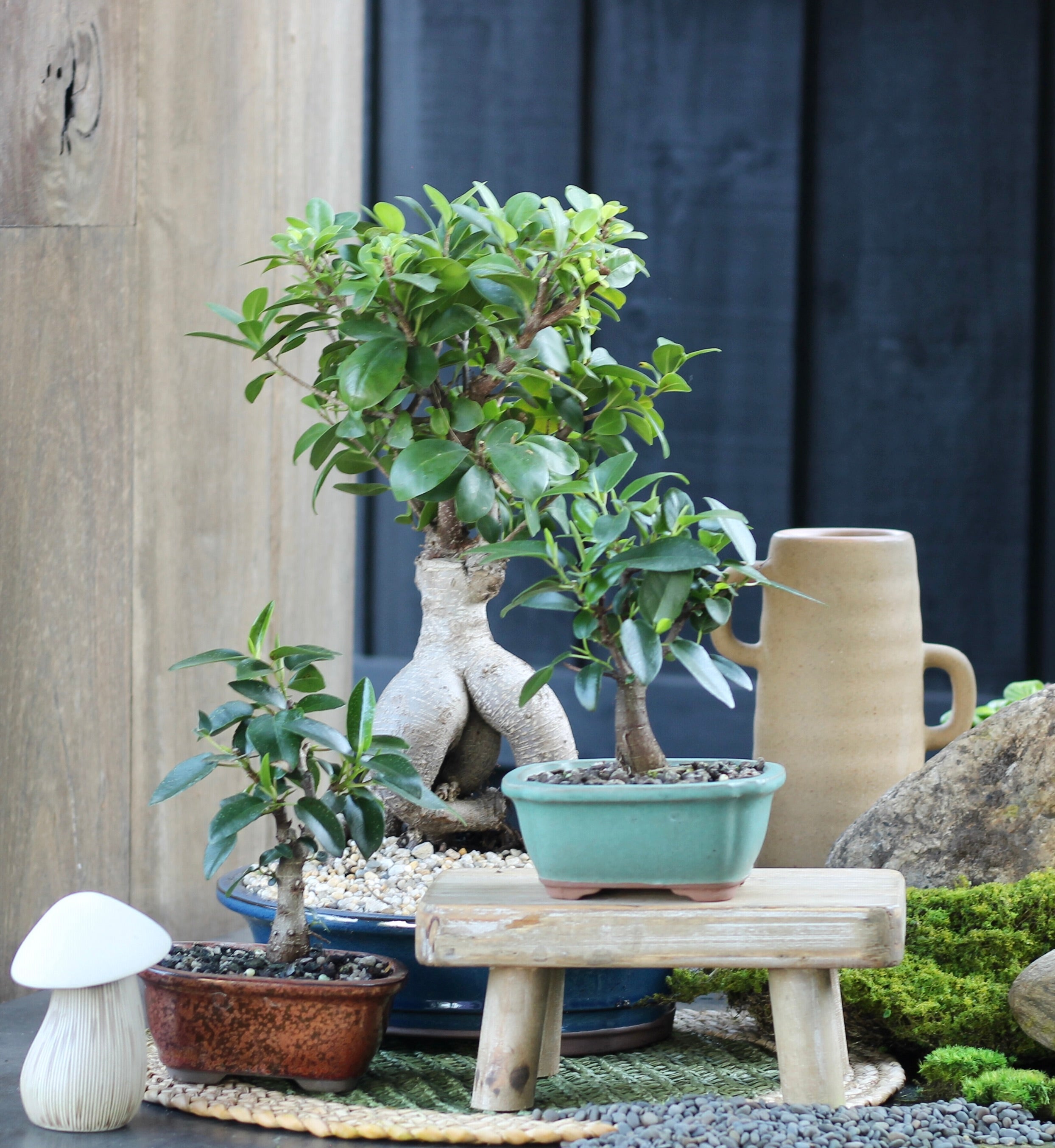 Indoor Bonsai