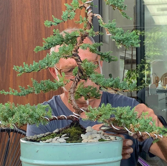 Bonsai Melbourne - Bonsai Trees For Sale