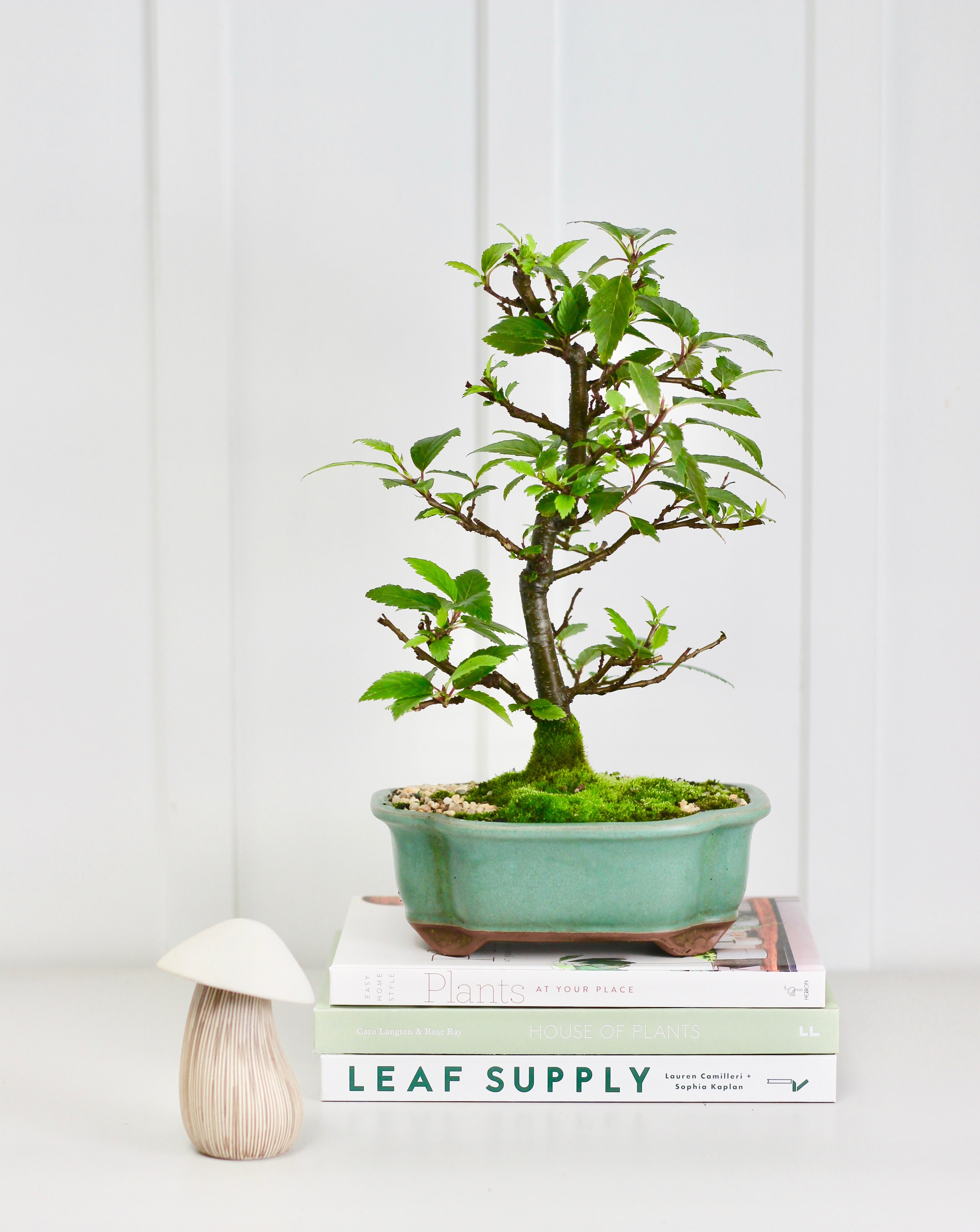 Bonsai - Evergreen Alder - Evie - 40cm Sold by Bonsai Boy