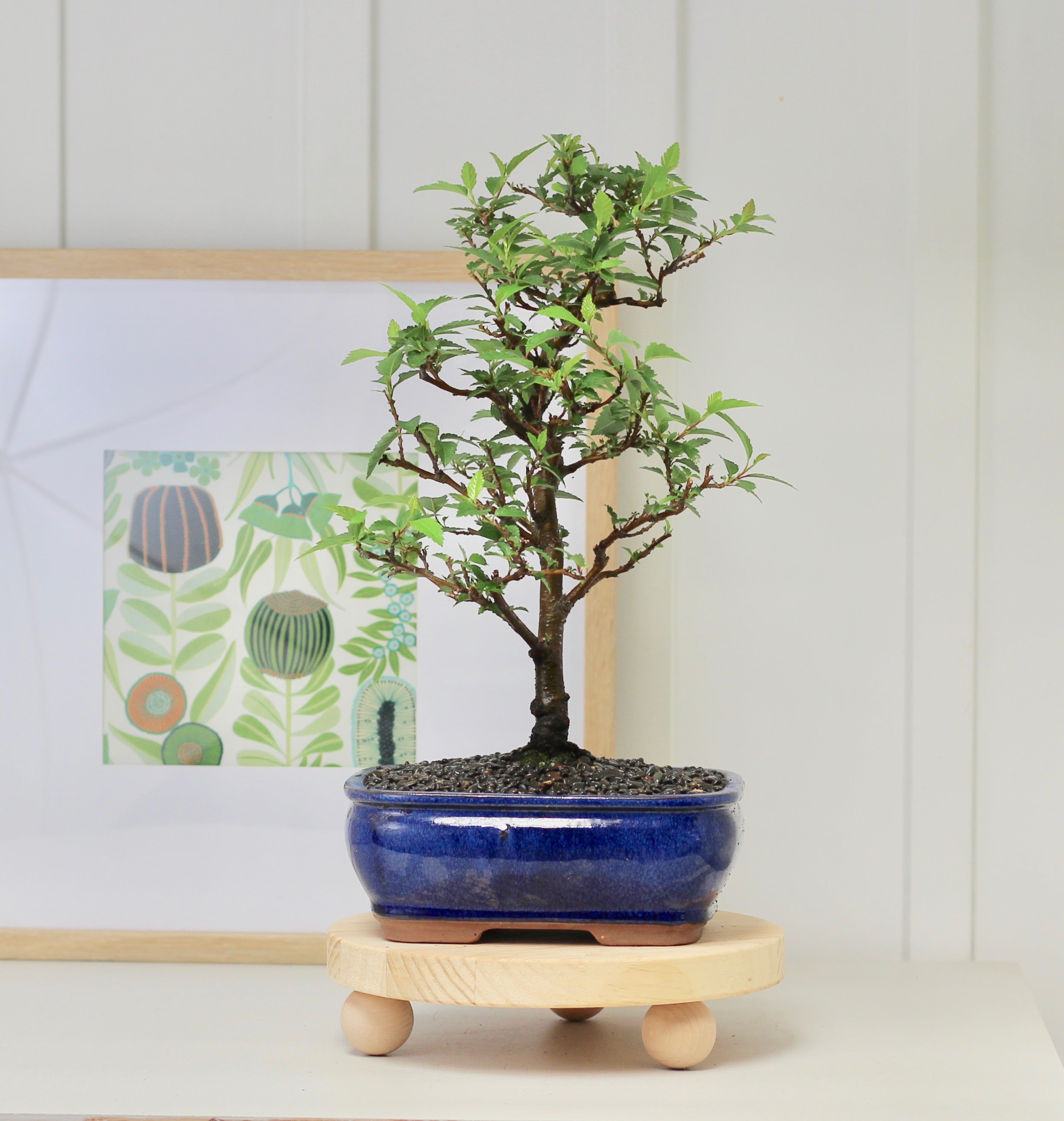 Bonsai - Evergreen Alder - Evie - 40cm Sold by Bonsai Boy