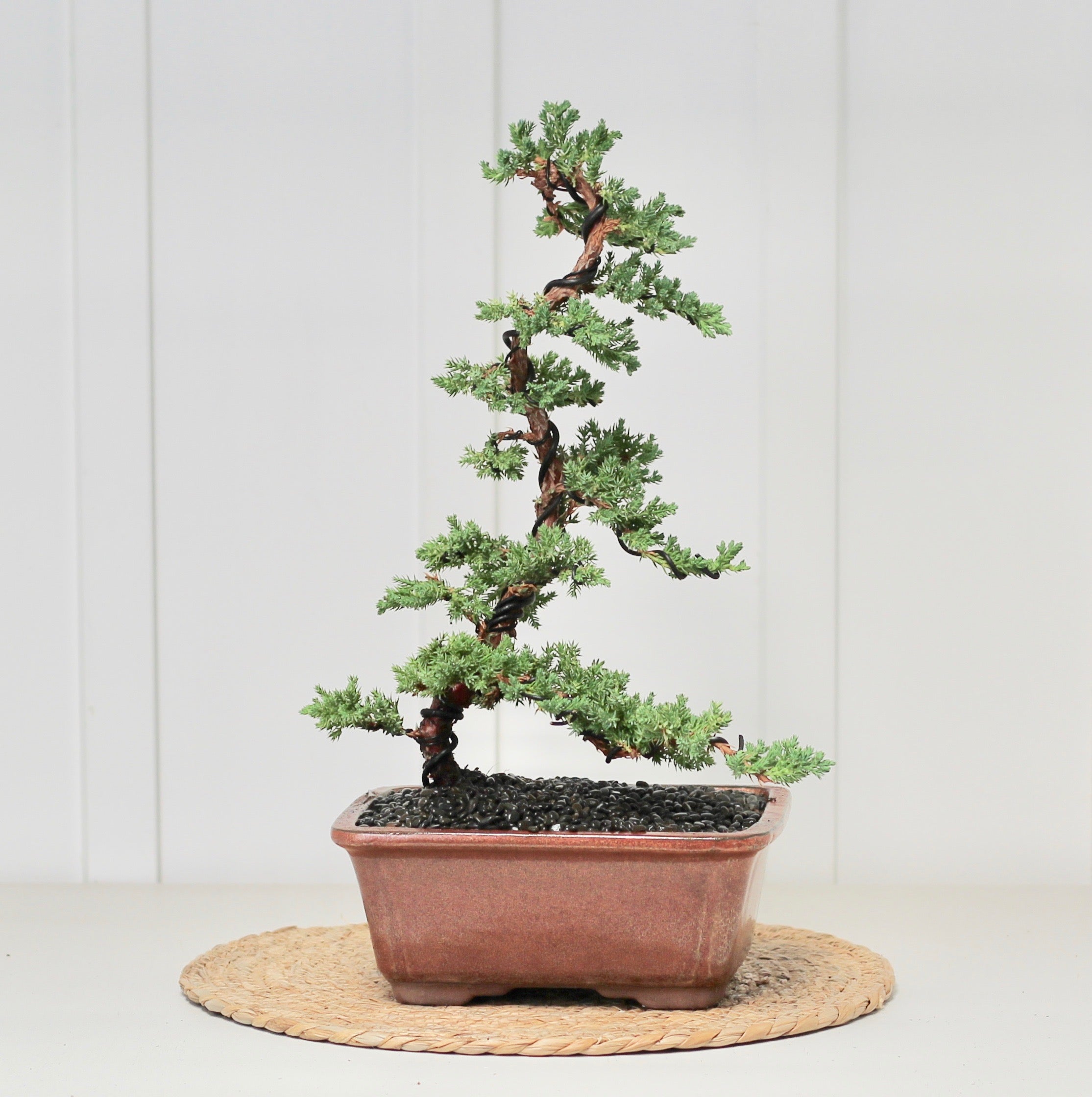 Bonsai Garden Setting - Juniper - Makoto - 16cm Sold by Bonsai Boy