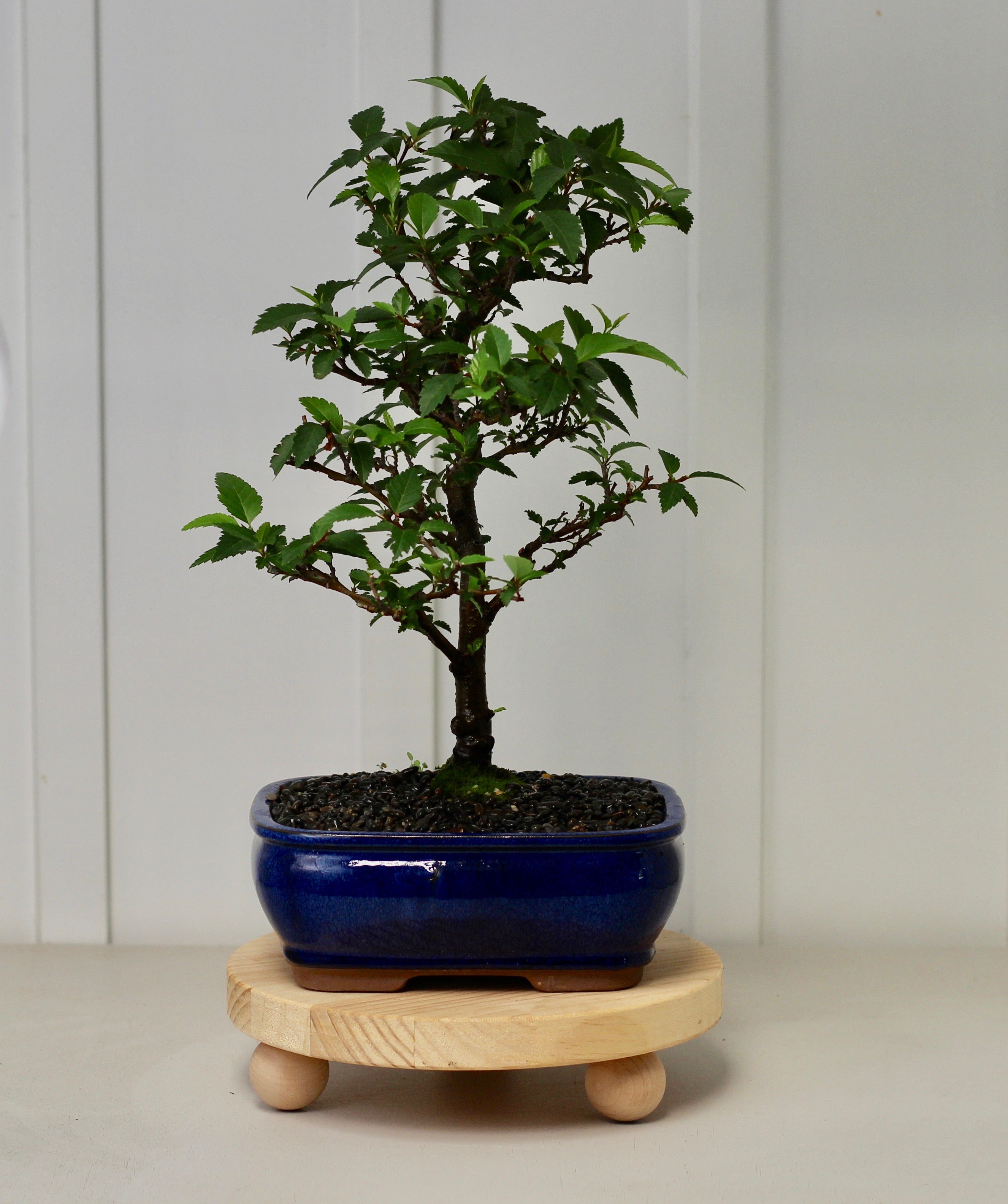Bonsai - Evergreen Alder - 38cm Sold by Bonsai Boy