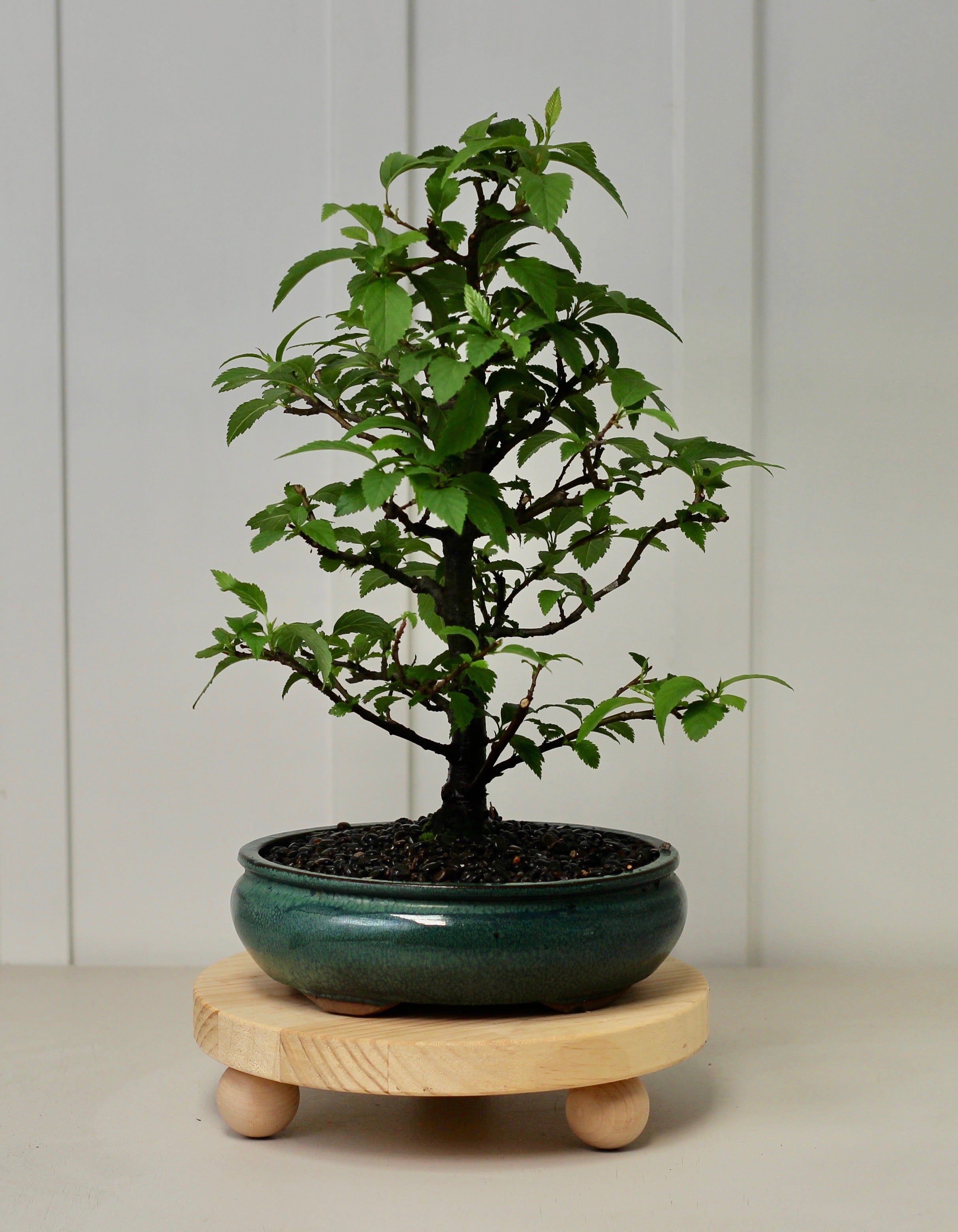 Bonsai - Evergreen Alder - 38cm Sold by Bonsai Boy
