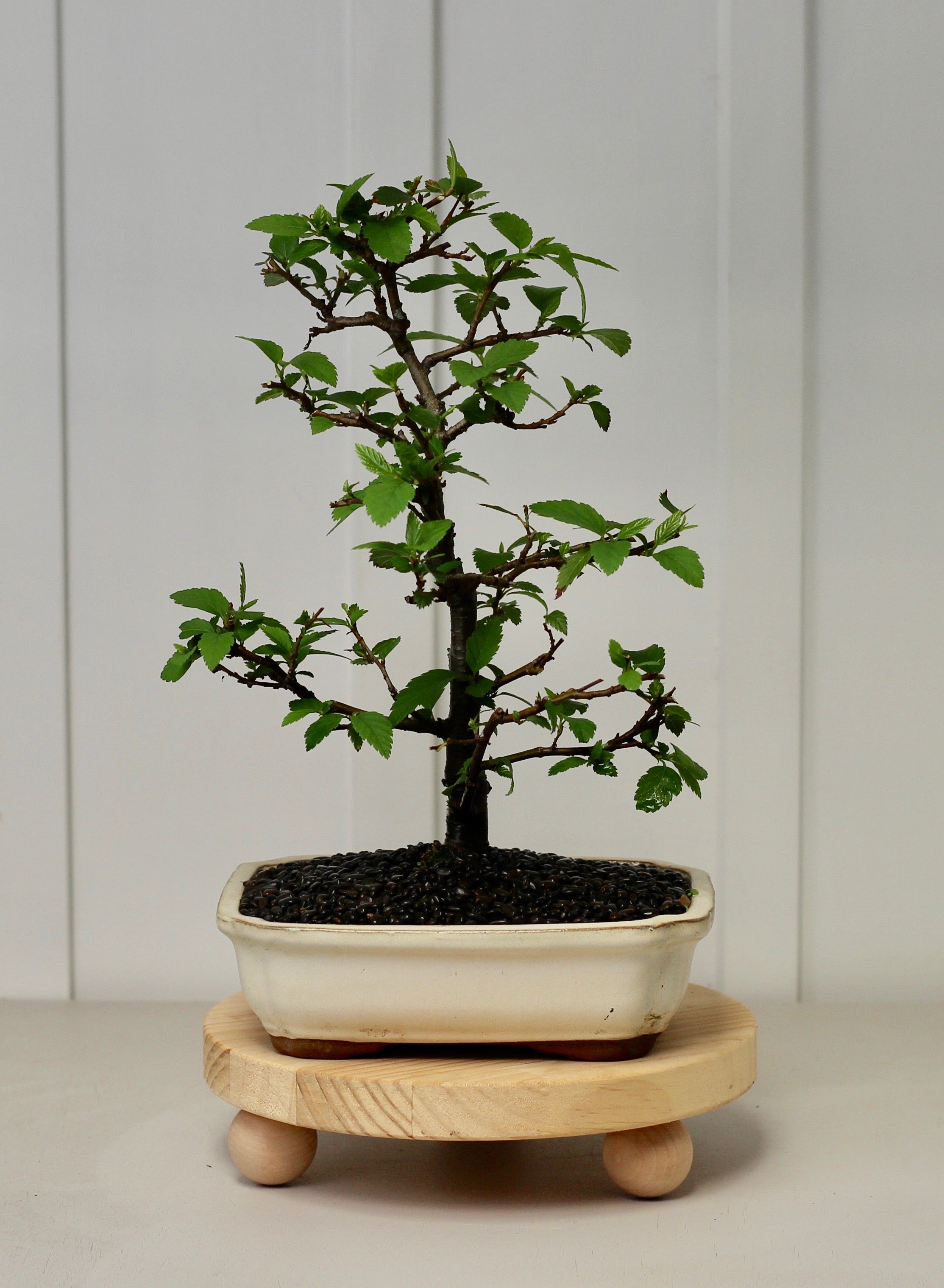 Bonsai - Evergreen Alder - 38cm Sold by Bonsai Boy
