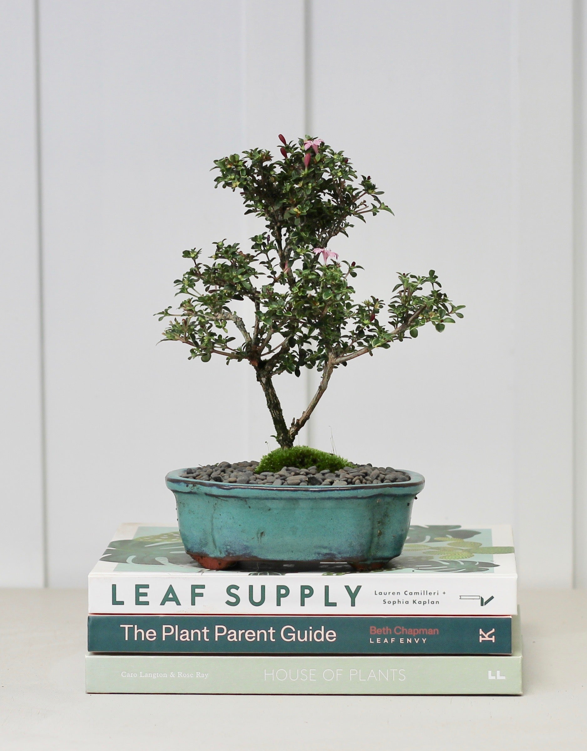 Bonsai - Serissa - Pink Flowering - 21cm