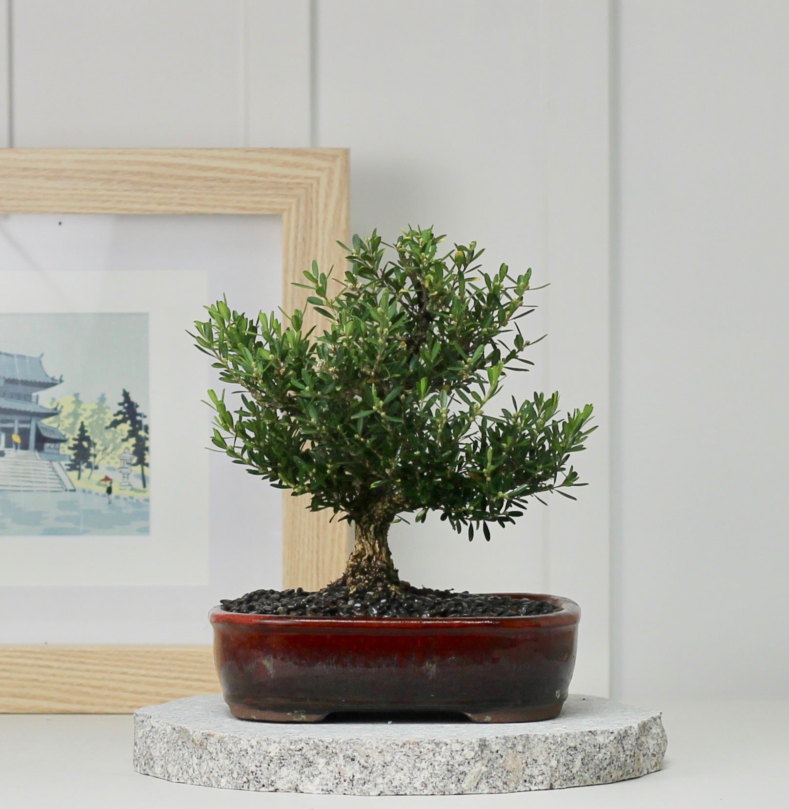 Bonsai Garden Setting - Juniper - Makoto - 16cm Sold by Bonsai Boy