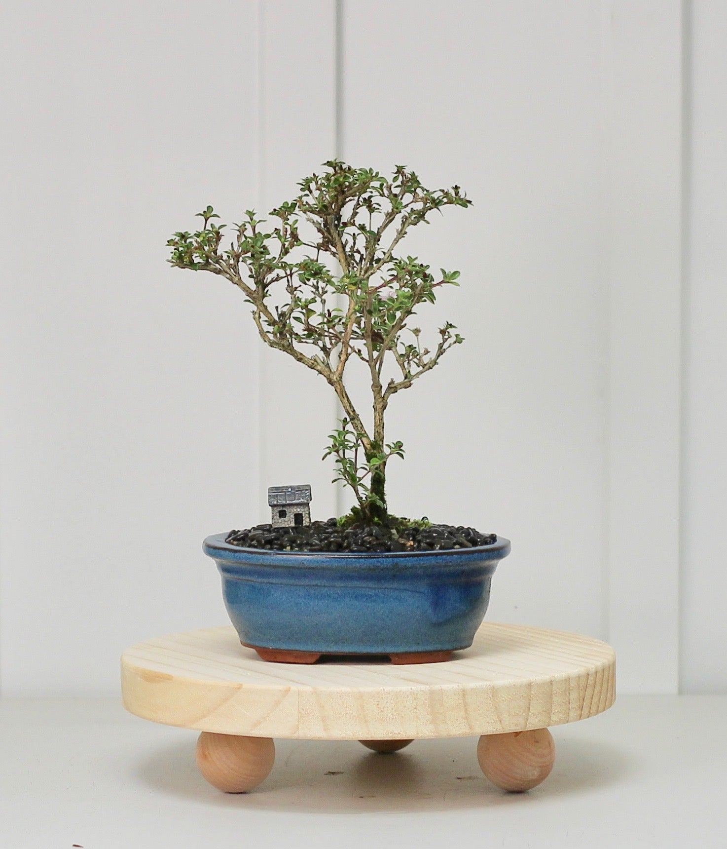 Bonsai - Serissa - Pink Flowering - 23cm