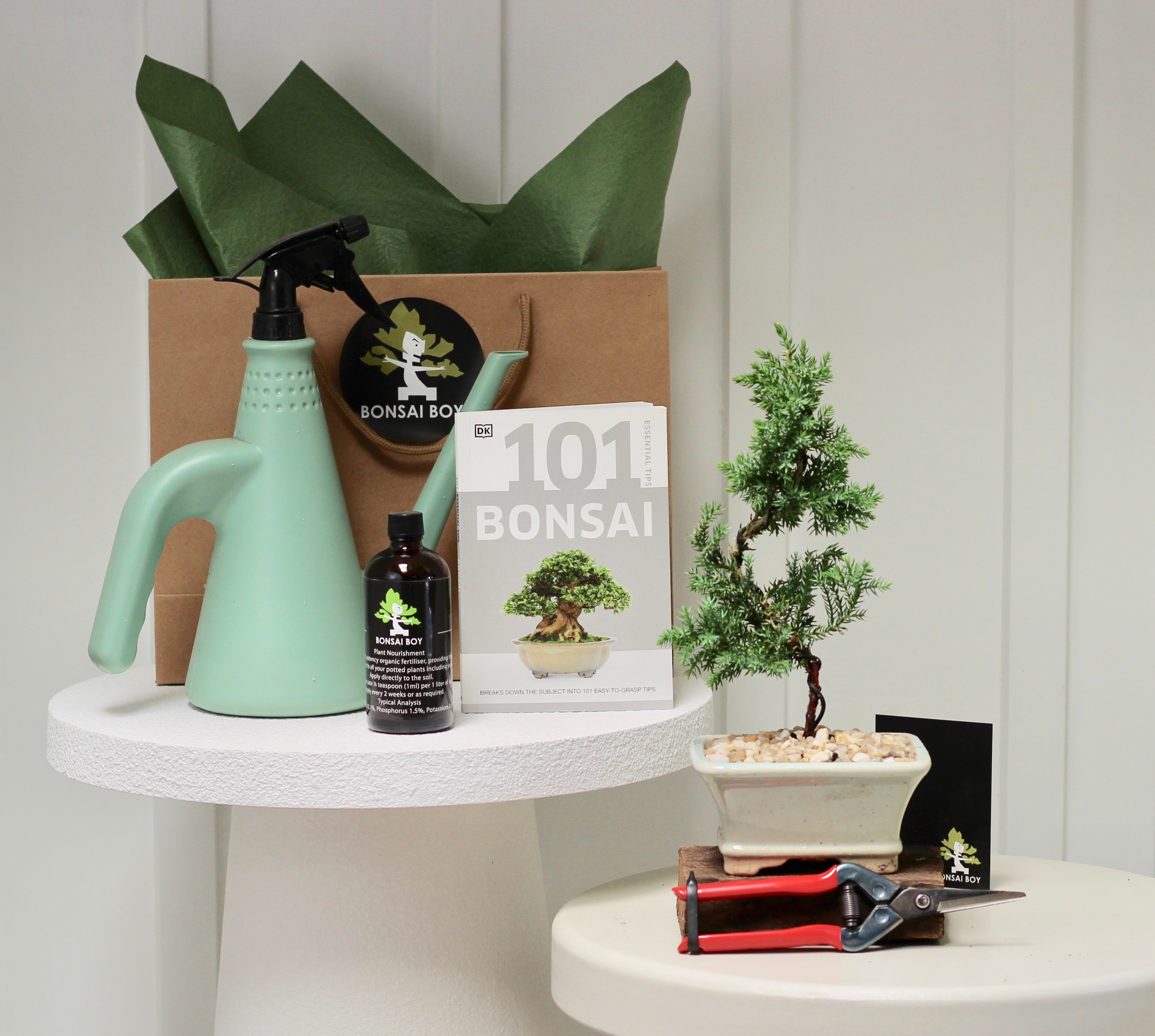 Bonsai Starter Kit - Port Jackson Fig - 18cm Sold by Bonsai Boy