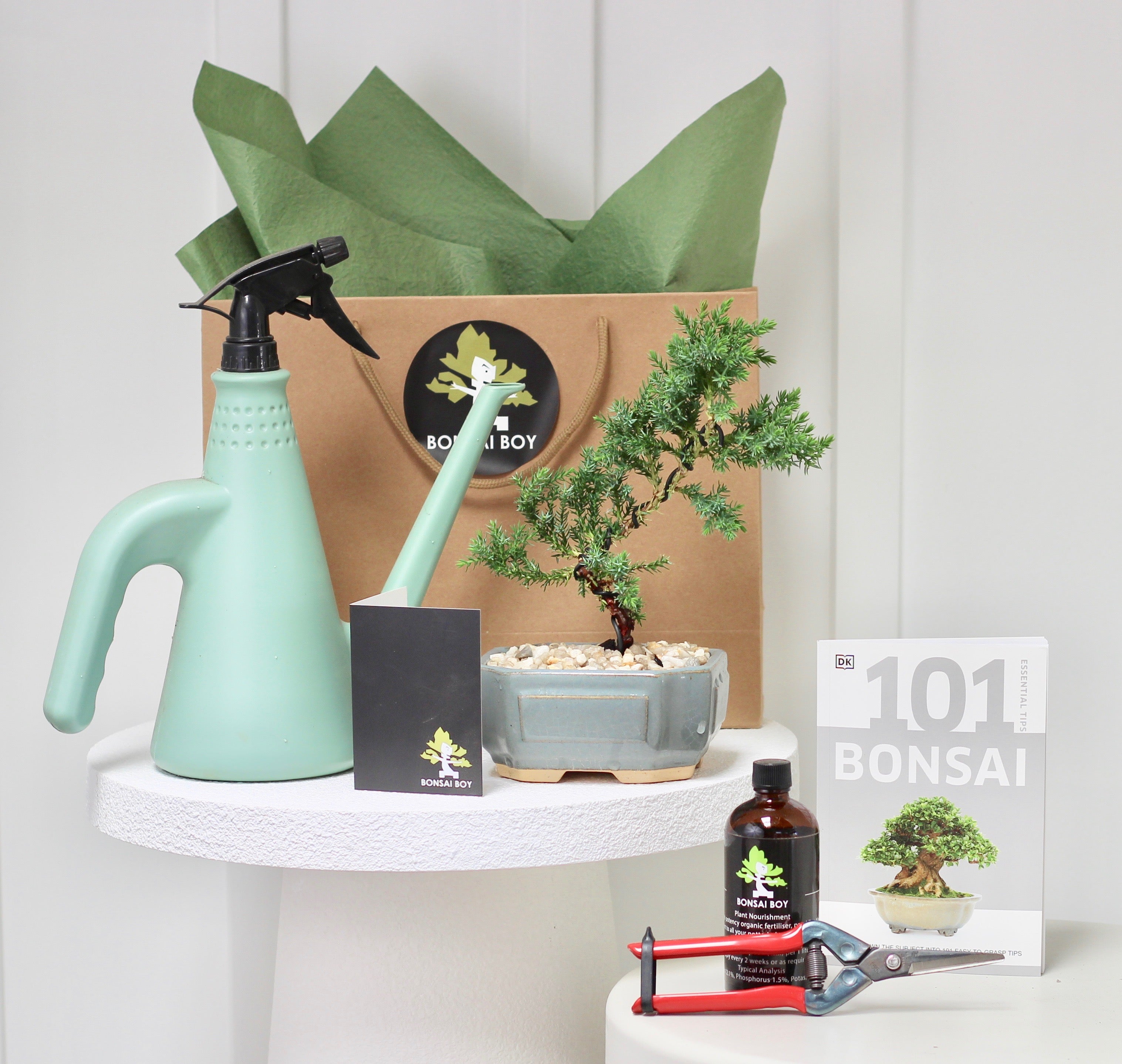 Bonsai Starter Kit - Port Jackson Fig - 18cm Sold by Bonsai Boy