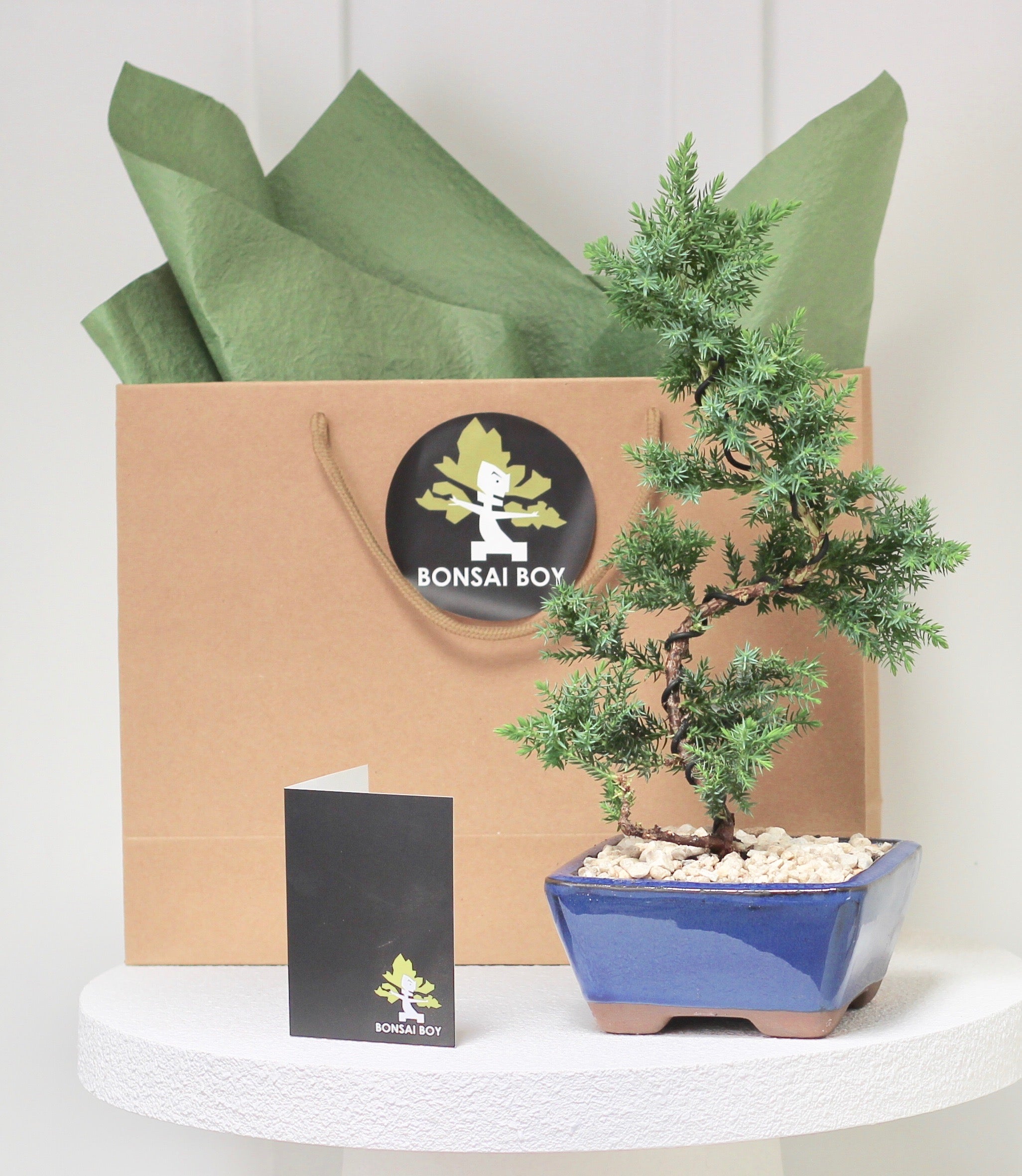 Bonsai Starter Kit - Port Jackson Fig - 18cm Sold by Bonsai Boy