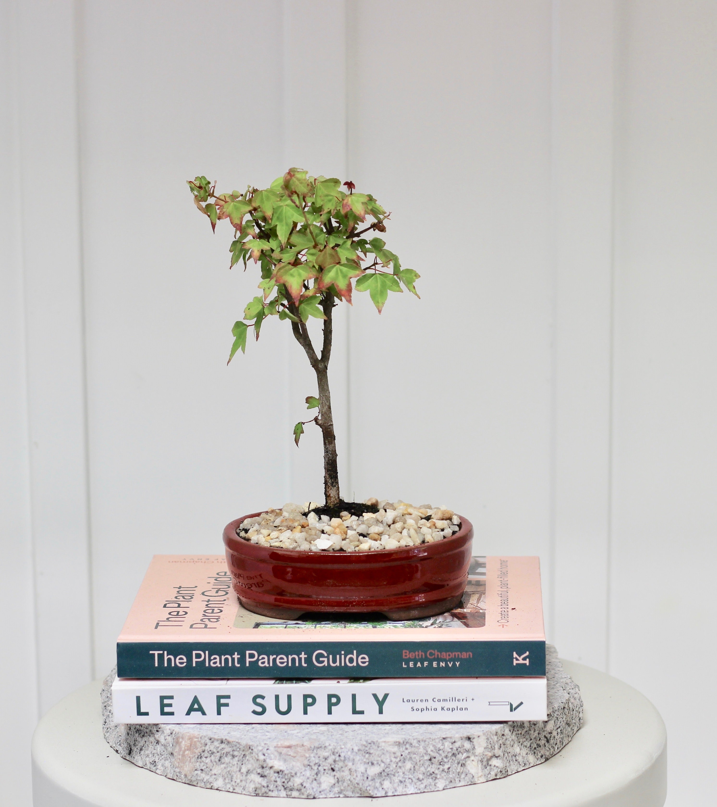 Bonsai - Trident Maple - Kate - 30cm Sold by Bonsai Boy