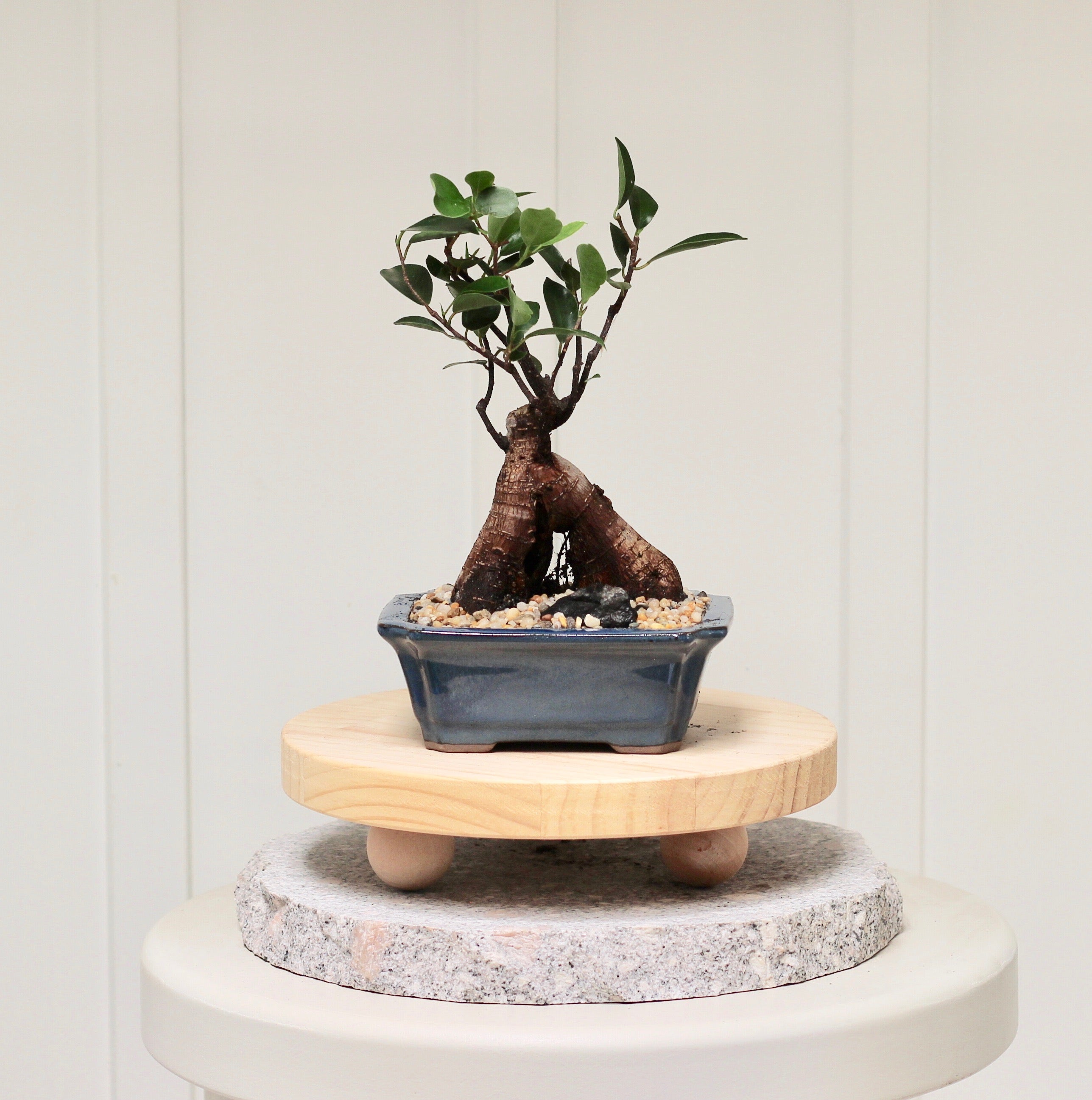 Bonsai - Port Jackson Fig - Ferna 30cm Sold by Bonsai Boy