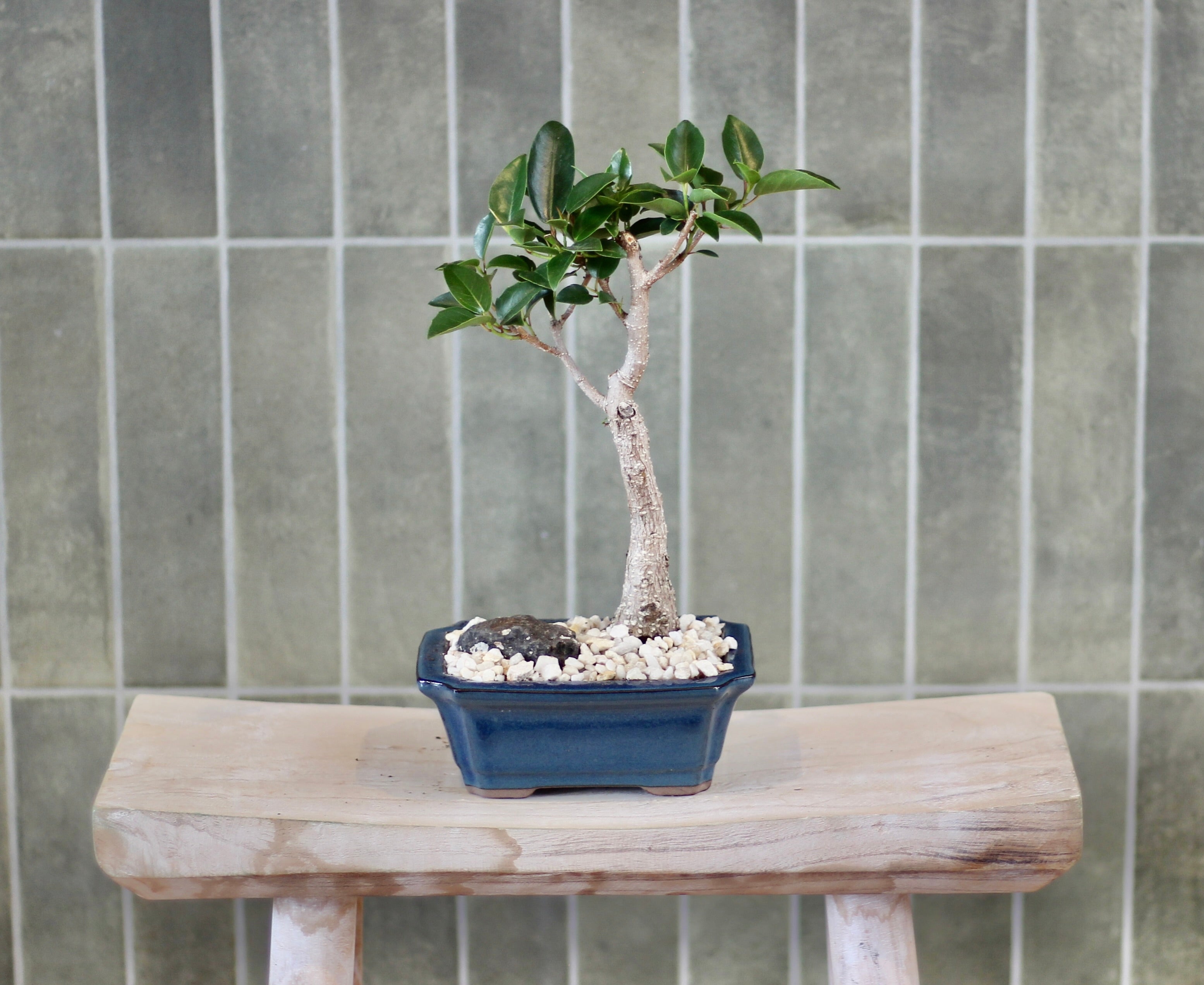 Bonsai - Port Jackson Fig - Ferna 30cm Sold by Bonsai Boy