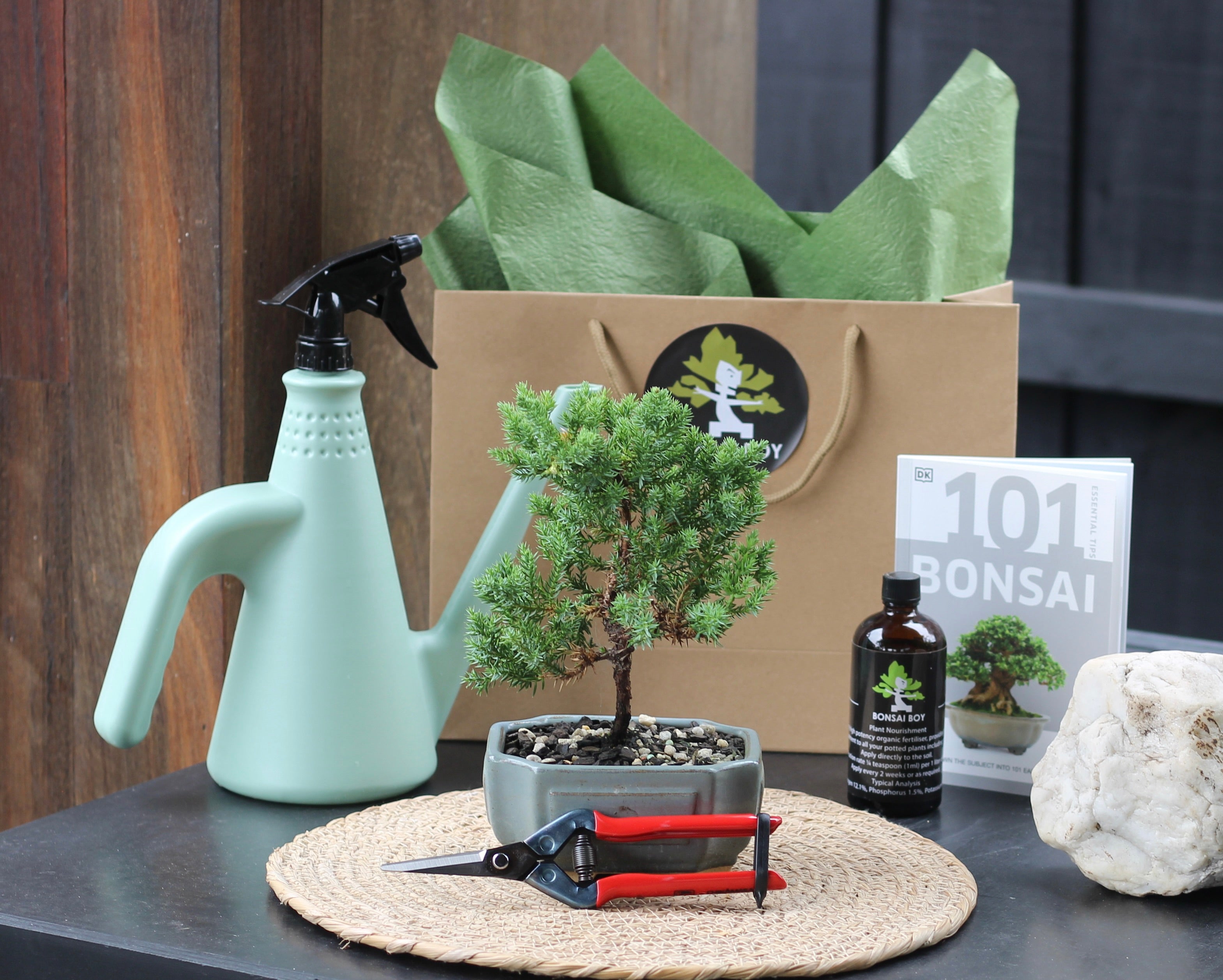Bonsai Starter Kit - Port Jackson Fig - 18cm Sold by Bonsai Boy