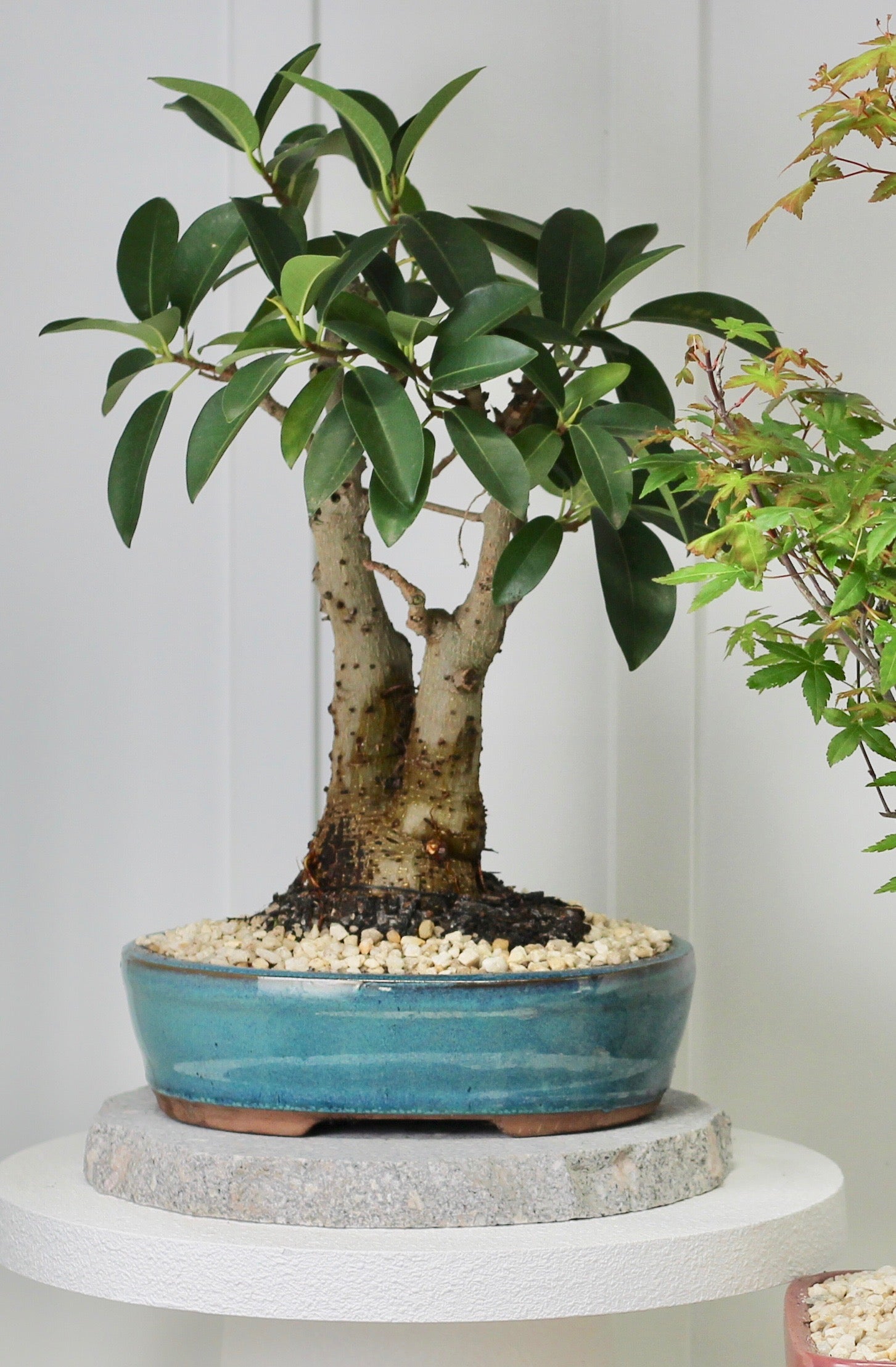 Bonsai - Pot Belly Fig - Fred - 44cm Sold by Bonsai Boy